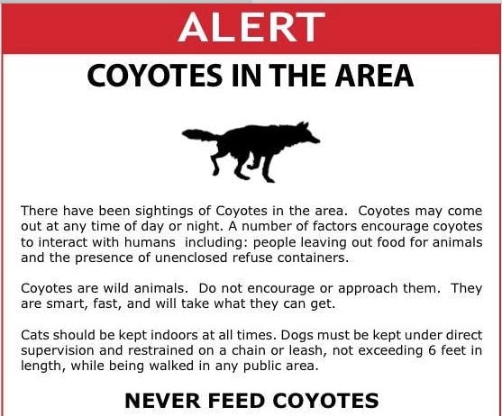 New Rochelle Police Department Issues Coyote Warning - Talk of the Sound