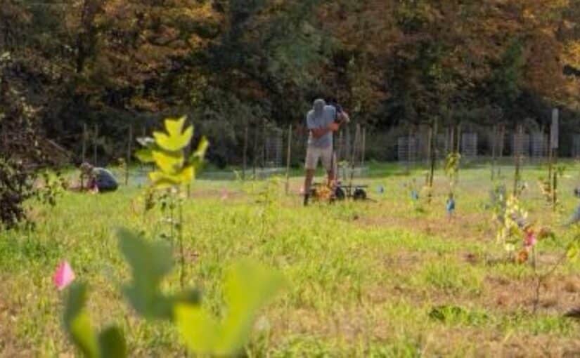 New York Launches Annual Seedling Sale to Boost State’s 25 Million Tree ...